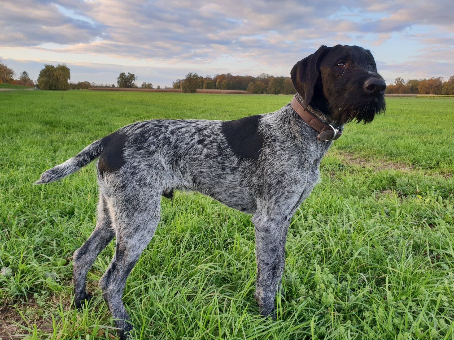Deutsch Drahthaar & Deutsche Jagdterrier vom Büchelbach