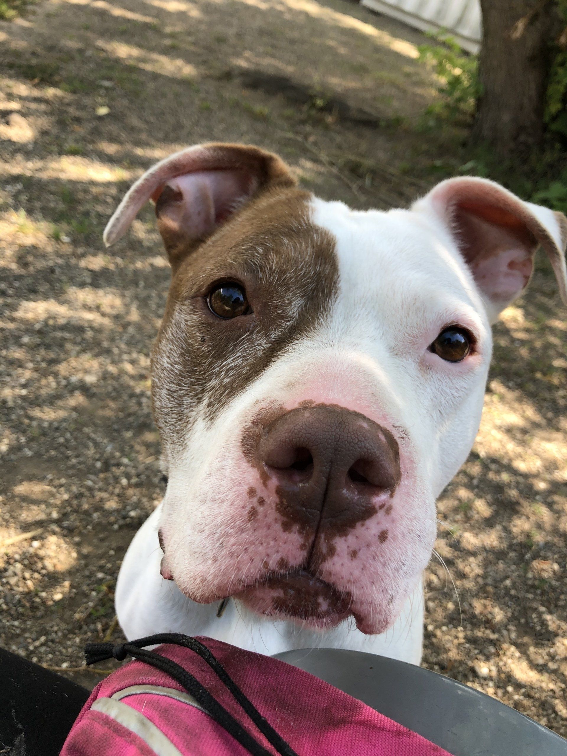 Tierheim + Tierschutzverein Andernach