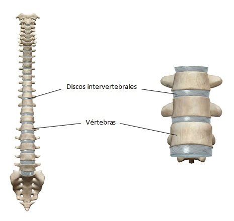 Los discos intervertebrales