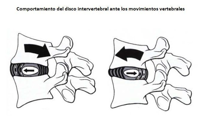 Los discos intervertebrales