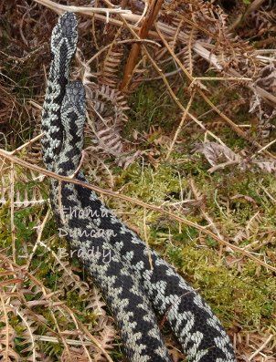 Die Kreuzotter (Vipera berus)