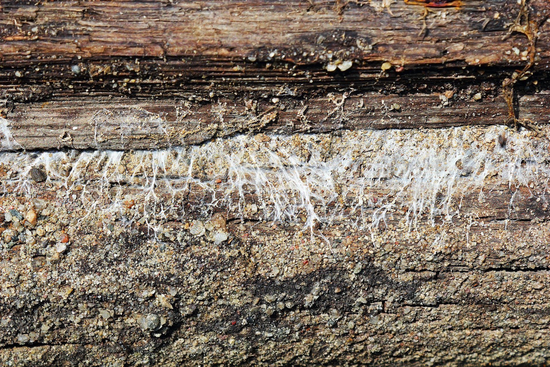 Solignum Fungi and Timber