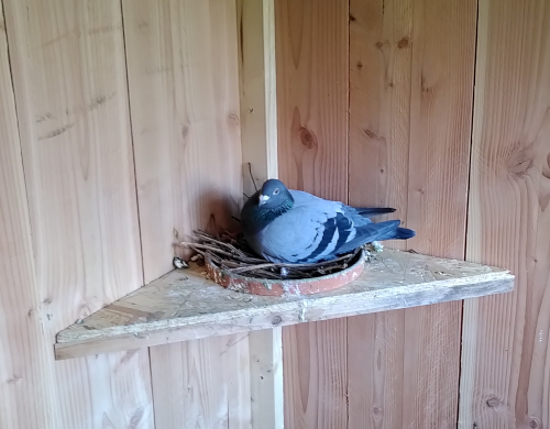 Zeit für Entdeckungen: Die Lachtaube