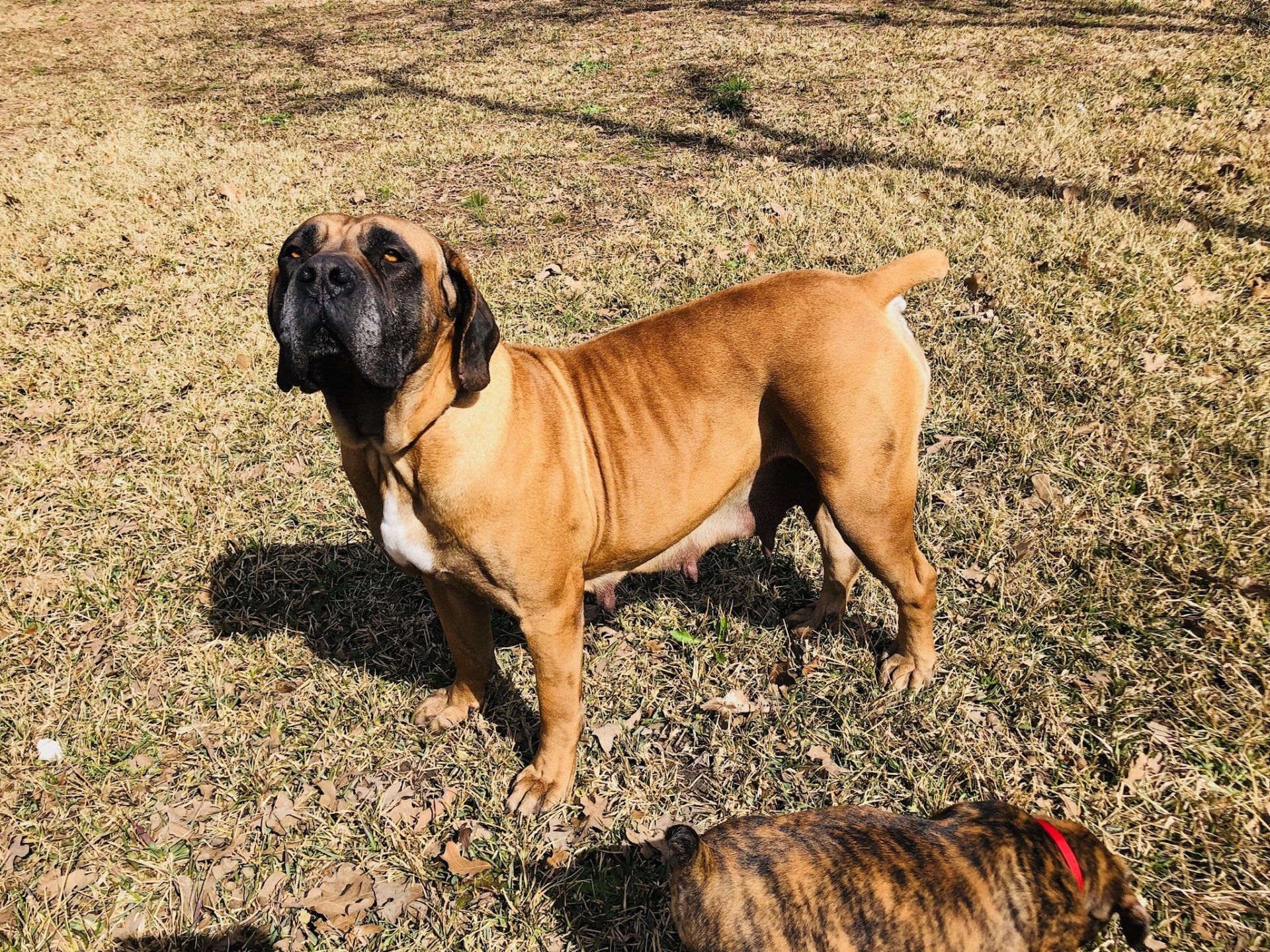 Texas Leontix Boerboels, South African Boerboels in Texas.