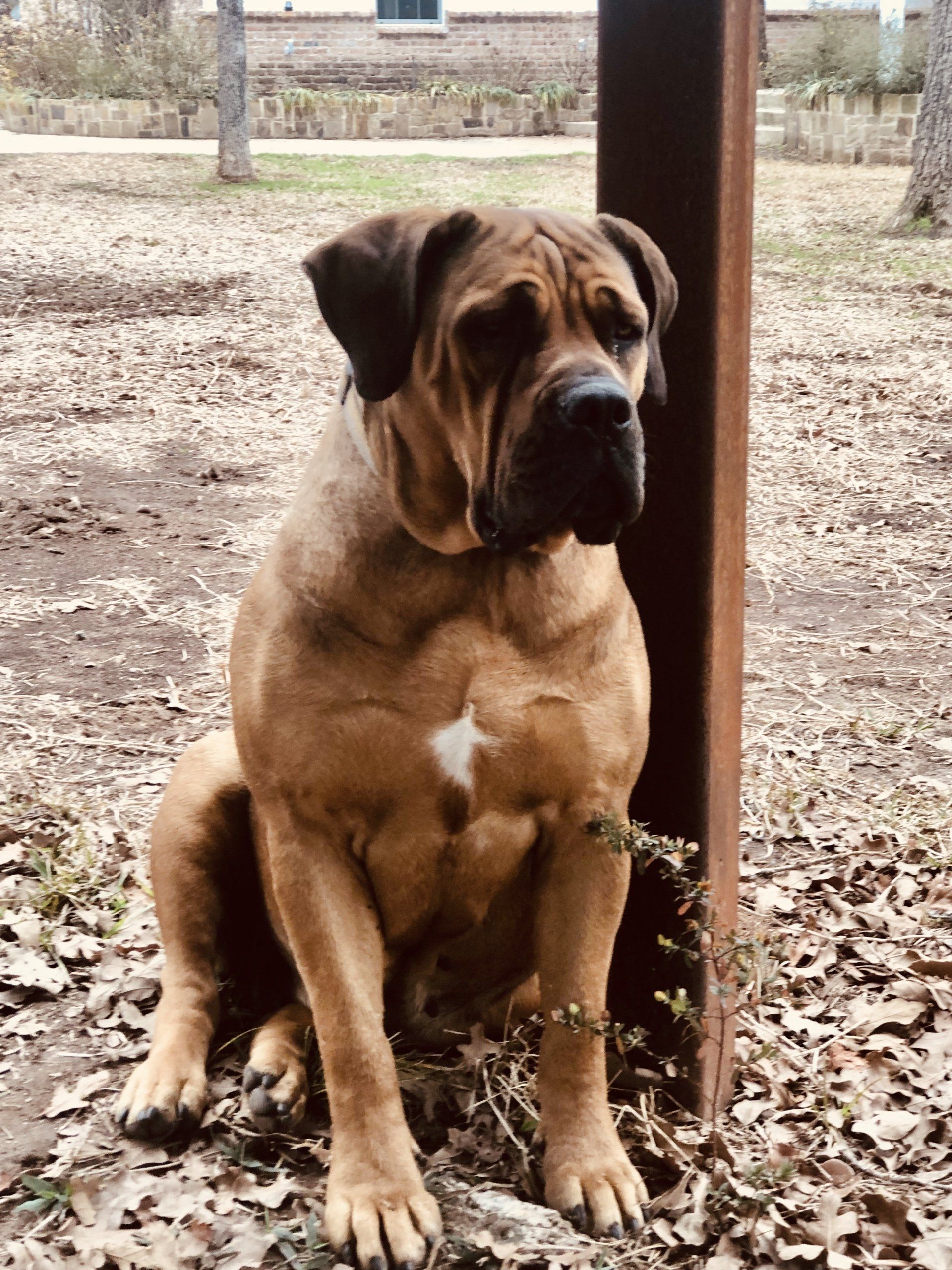 Texas Leontix Boerboels, South African Boerboels in Texas.