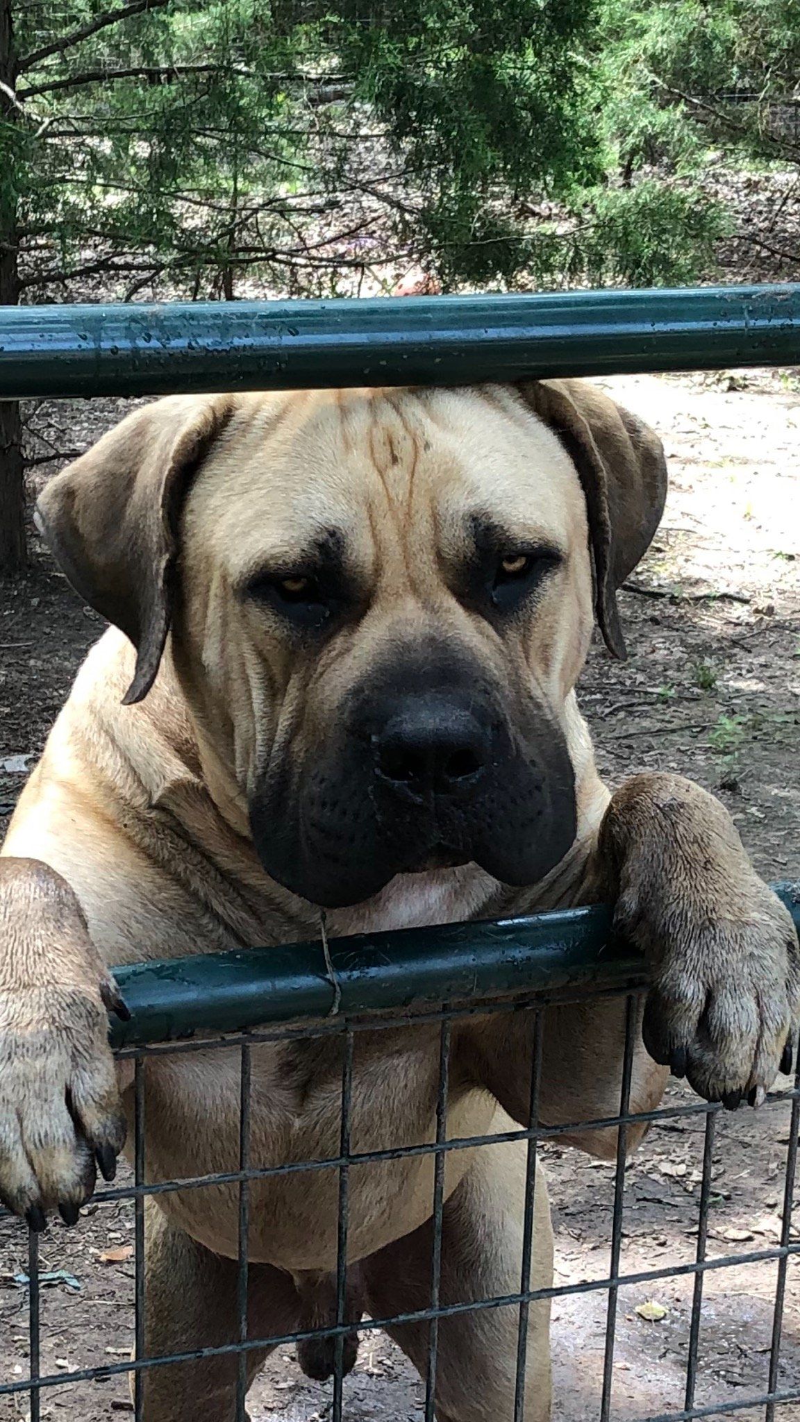 Texas Leontix Boerboels, South African Boerboels in Texas.
