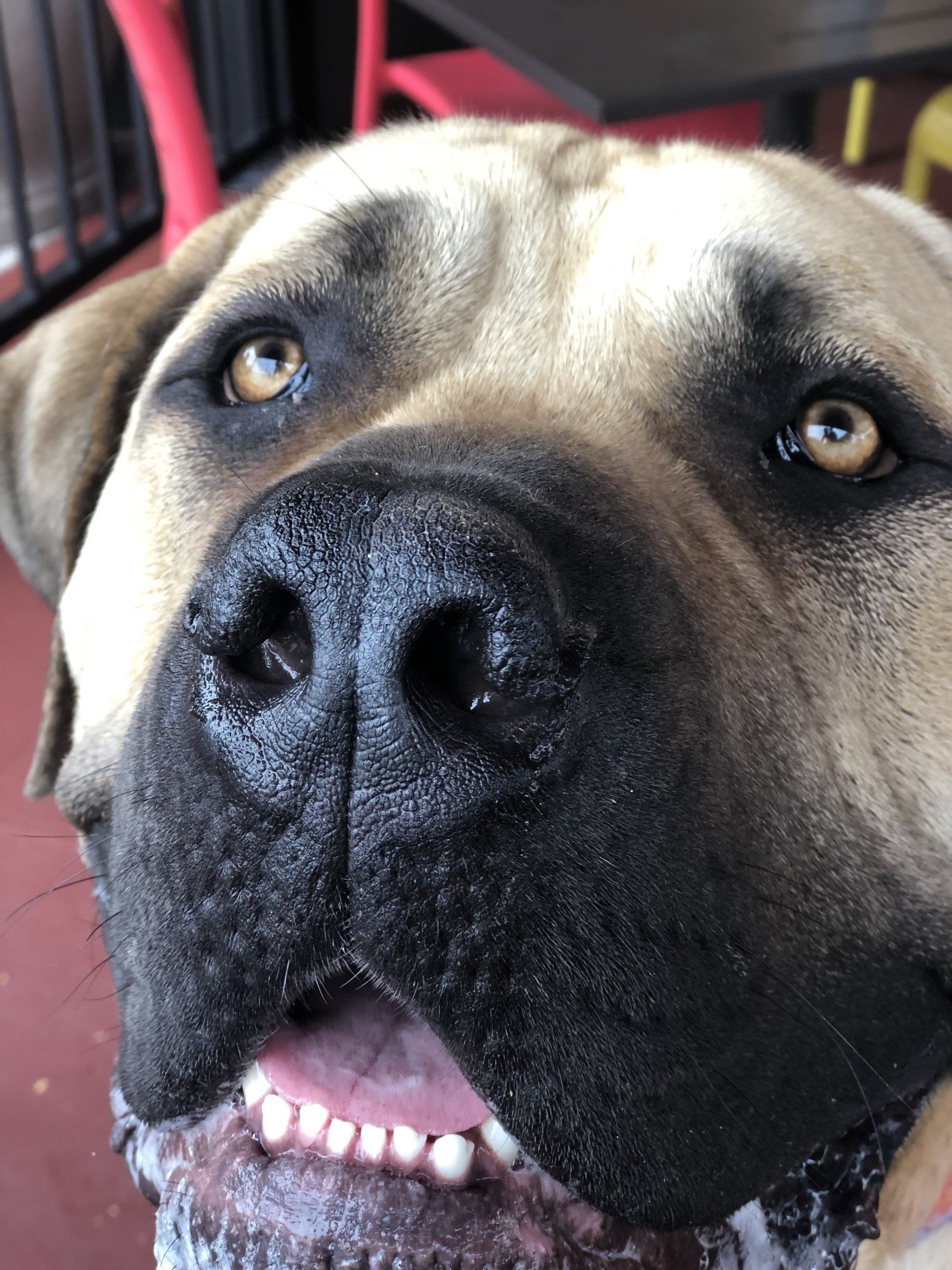 Texas Leontix Boerboels, South African Boerboels in Texas.