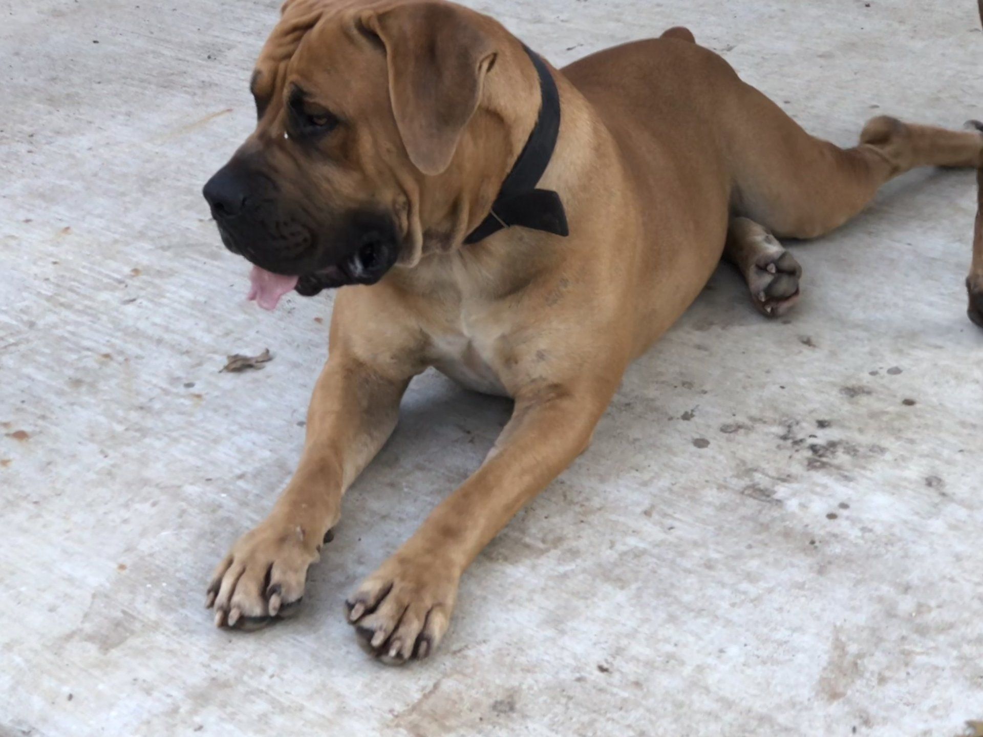 Texas Leontix Boerboels, South African Boerboels in Texas.