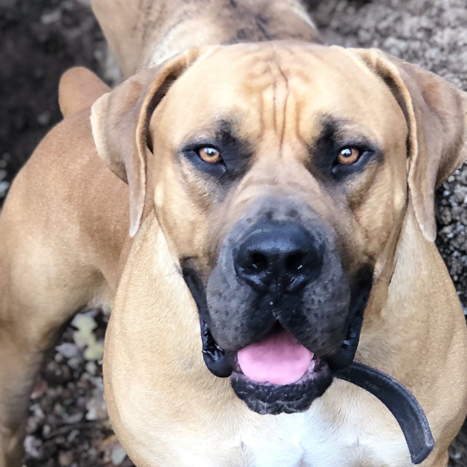 Texas Leontix Boerboels, South African Boerboels in Texas.