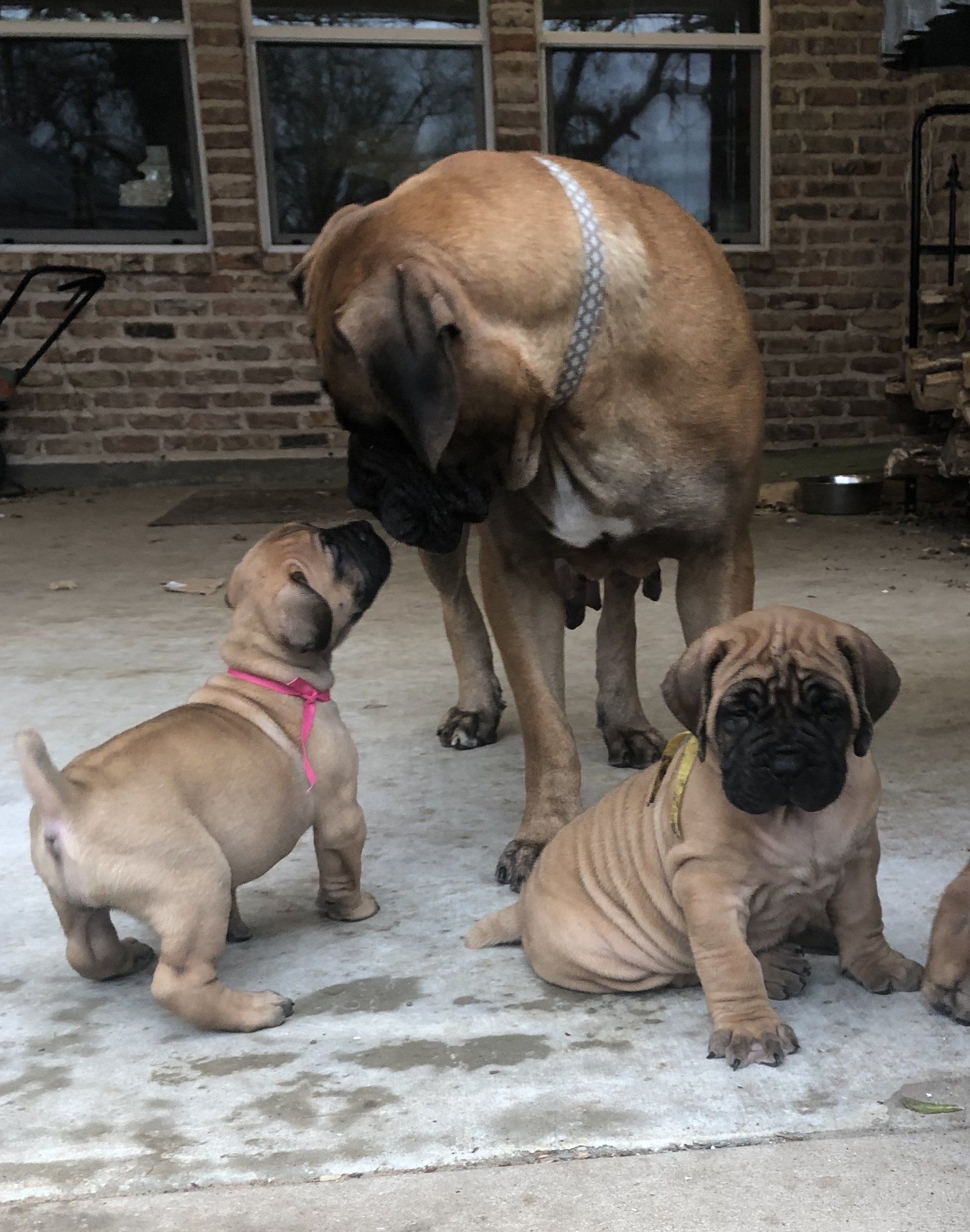 Texas Leontix Boerboels, South African Boerboels in Texas.