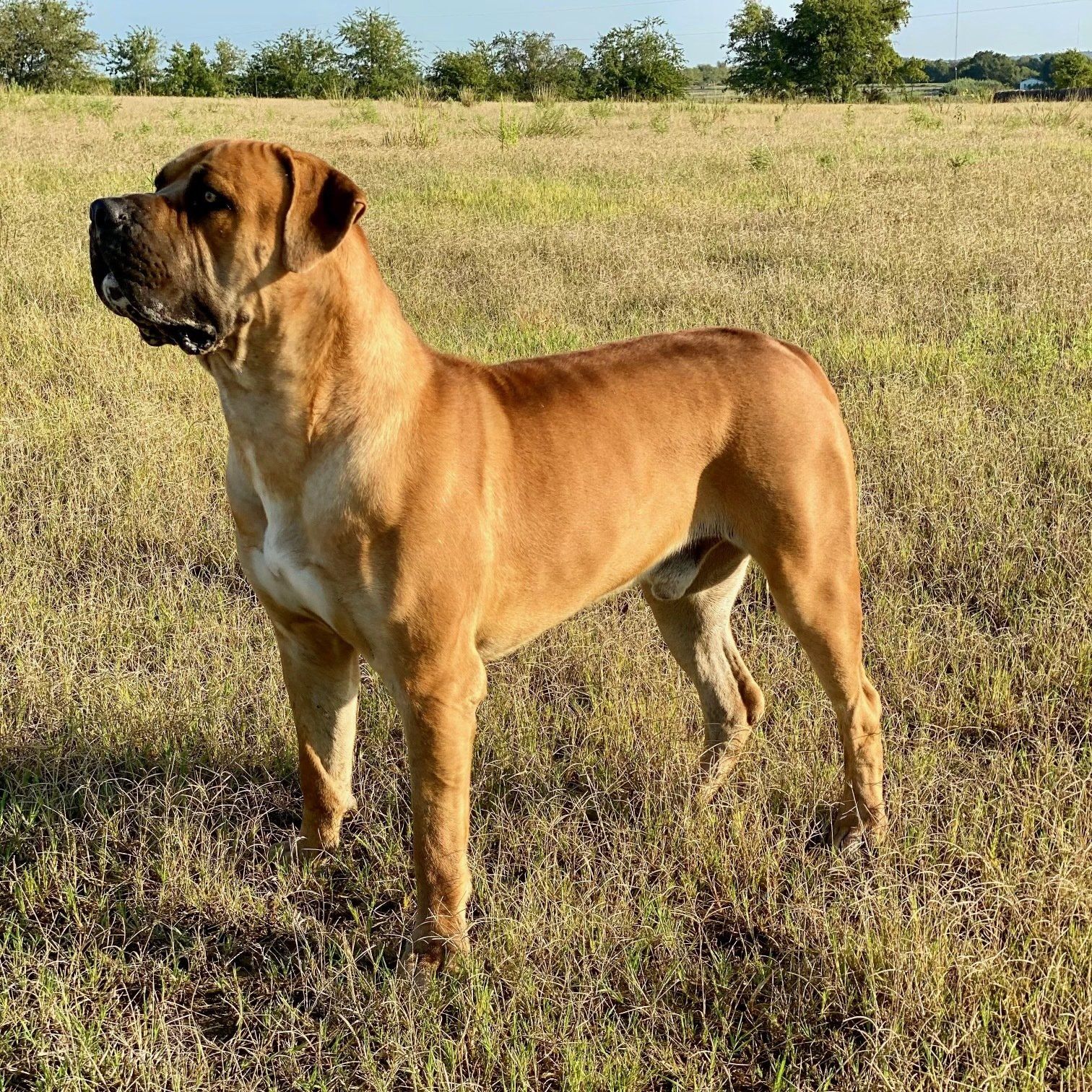 Texas Leontix Boerboels, South African Boerboels in Texas.