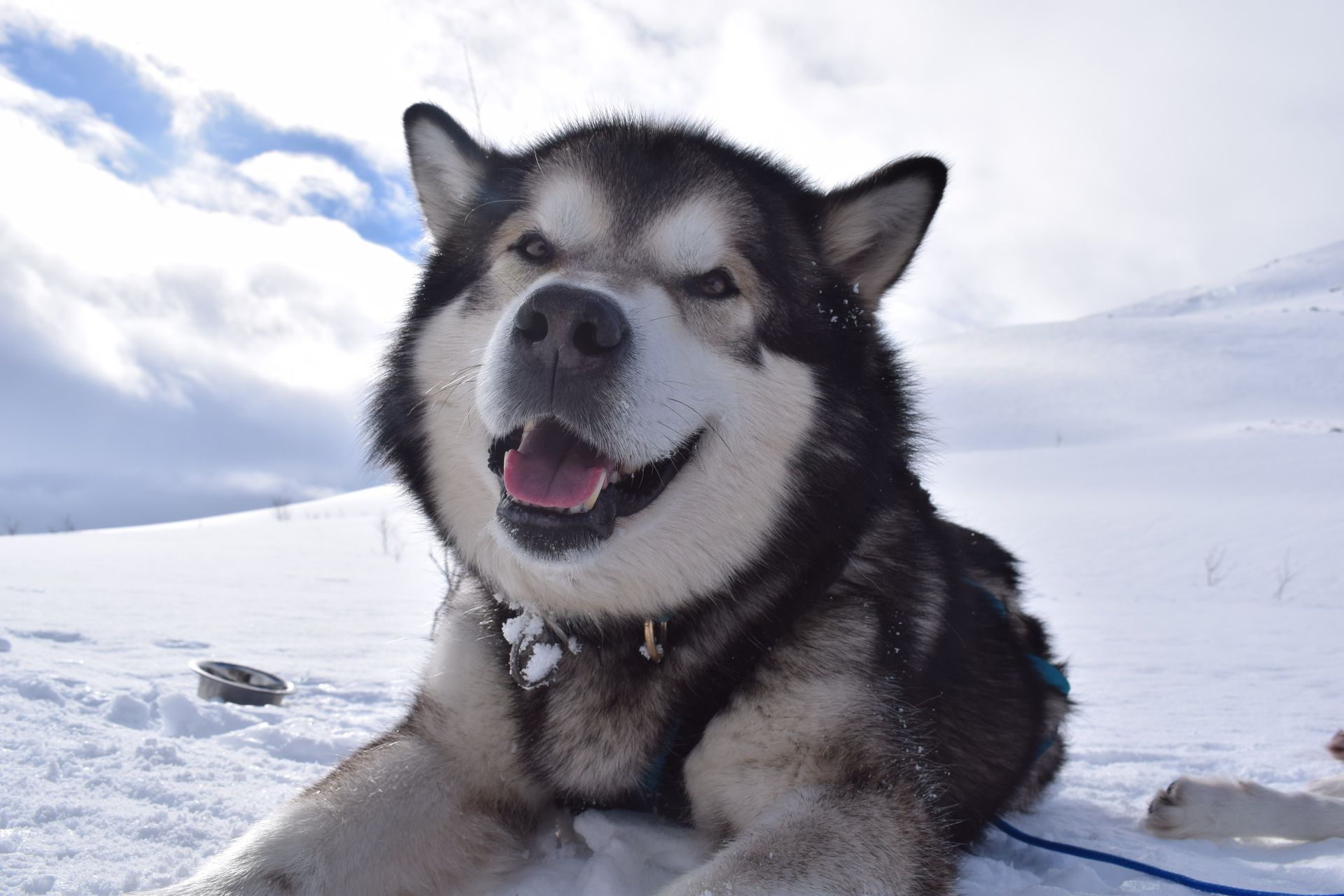 Iceclimb Alaskan Malamute sled dogs. True British working dogs