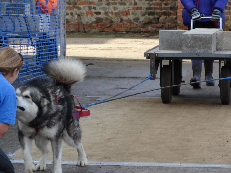 Iceclimb Alaskan Malamute sled dogs. True British working dogs