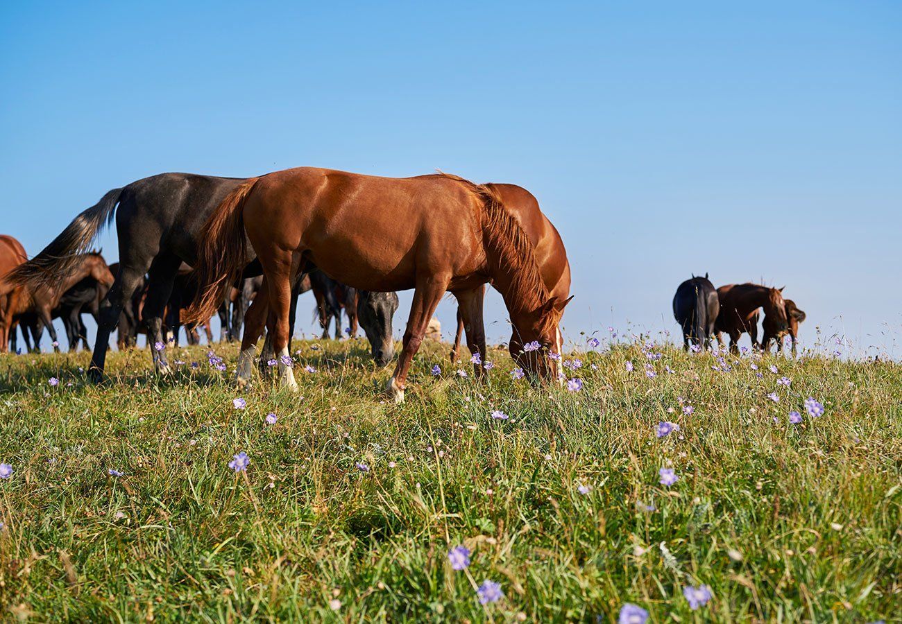 Die gute Pferdeweide