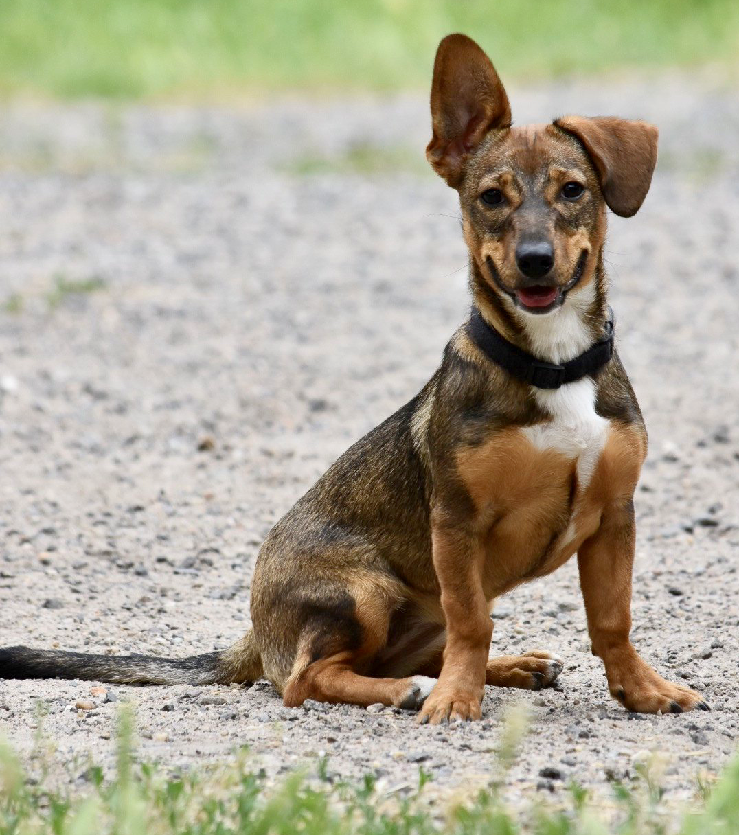 Hunde