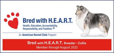 Collie Breeders In Illinois