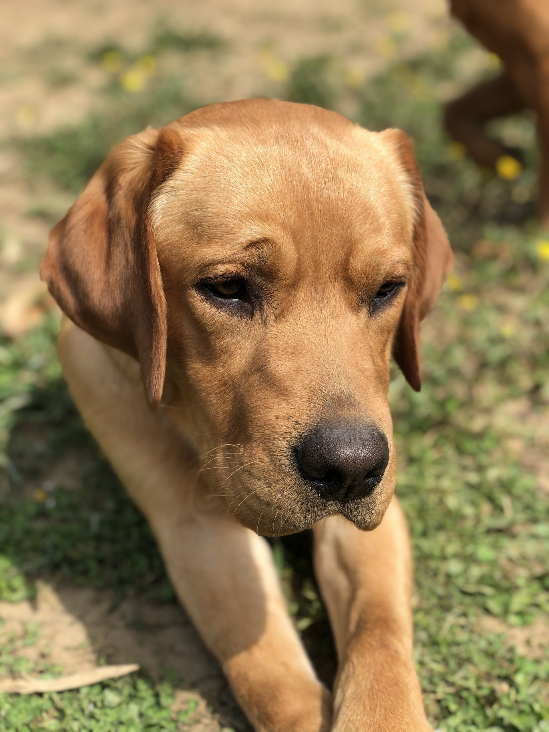 Allevamento Labrador Fox Red (rosso volpe) in Lombardia