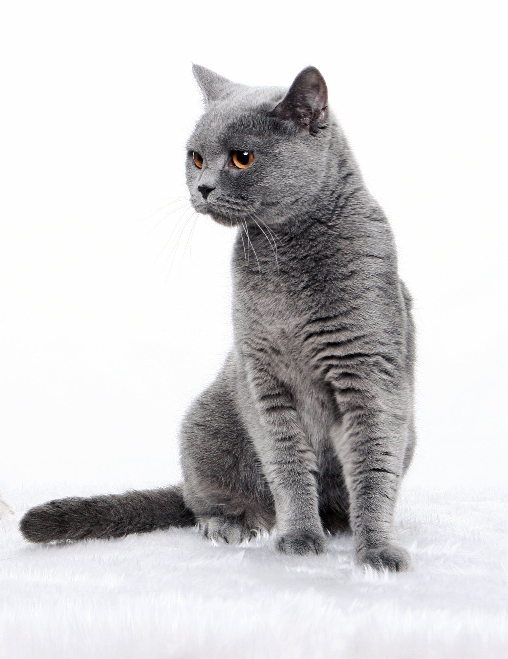 Katze Britisch Kurzhaar Kaufen