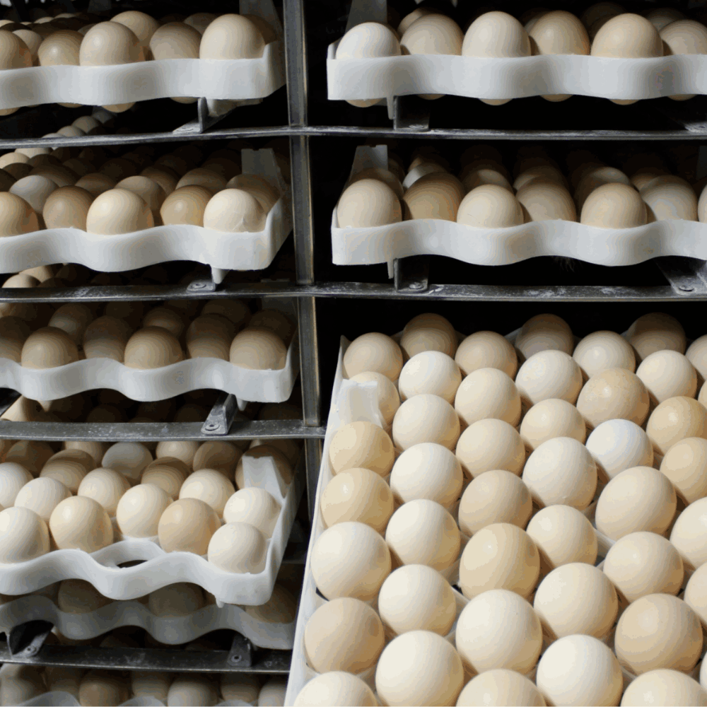 Commercial Egg Washing Machines | Egg Sanitation Equipment