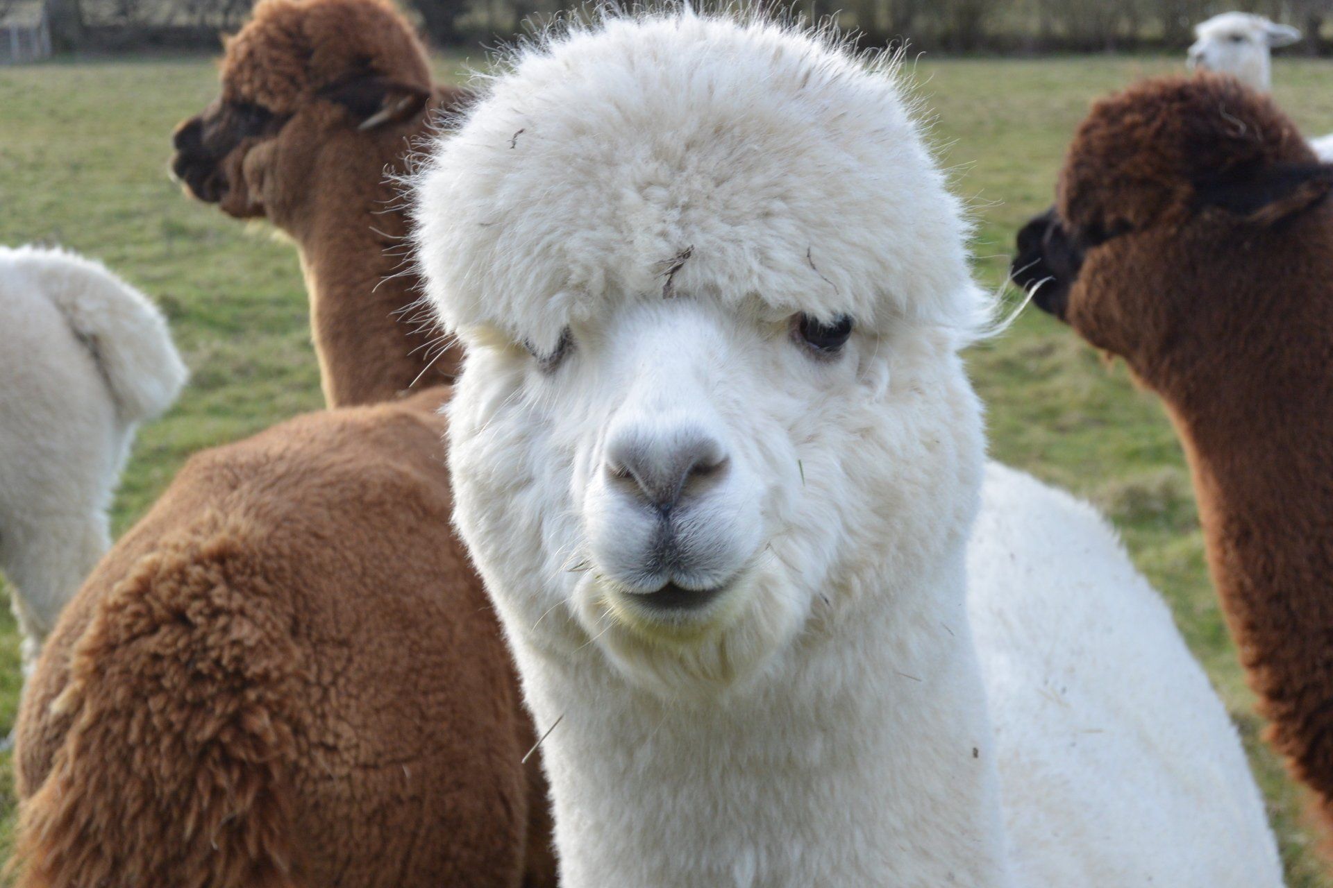 Alpaca walking in private groups in East Sussex - Kent border