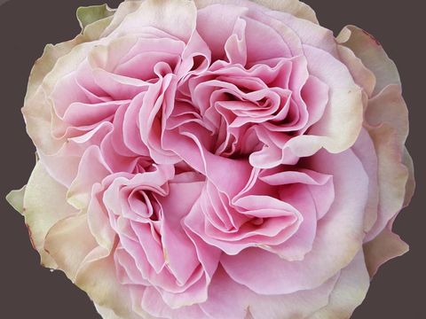 Royal Beauties: Vuvuzela, Angie Romantica, Emma Woodhouse & many more