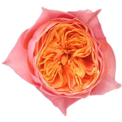 Royal Beauties: Vuvuzela, Angie Romantica, Emma Woodhouse & many more
