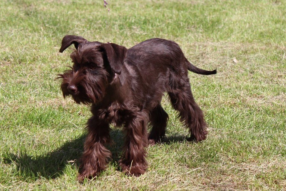 Ehrenbürg-Zwerge, Sulzdorf a.d.L. - Infos zur Rasse American Schnauzer