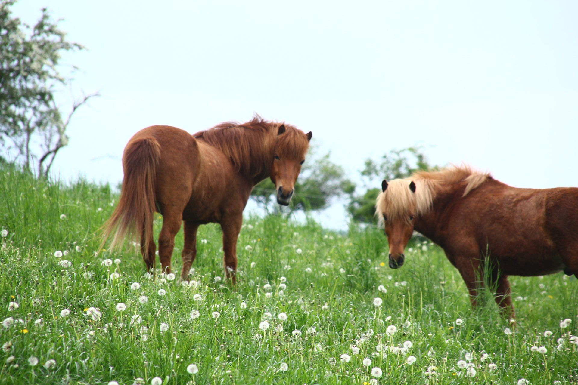 Islandpferdegestüt Friedrichstein - Islandpferde am hohen Dörnberg erleben.
