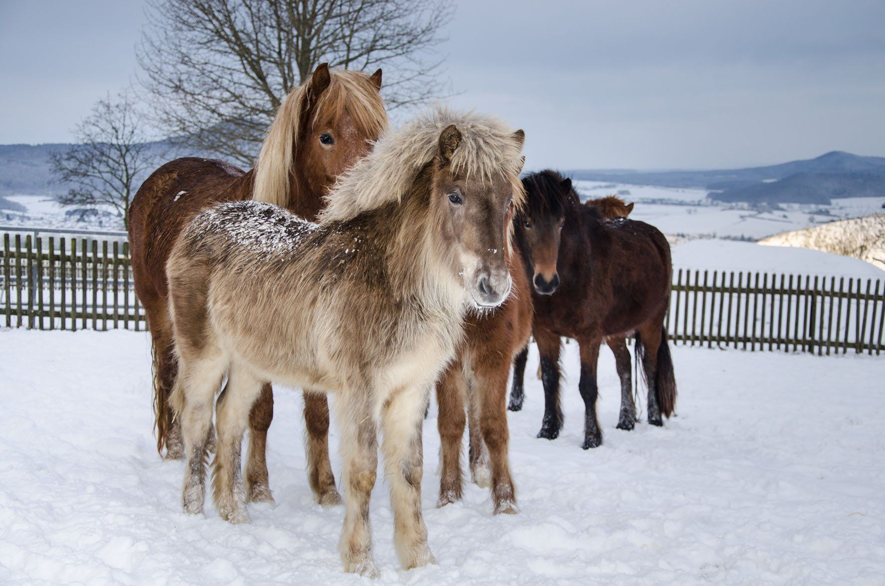 Islandpferdegestüt Friedrichstein - Islandpferde am hohen Dörnberg erleben.