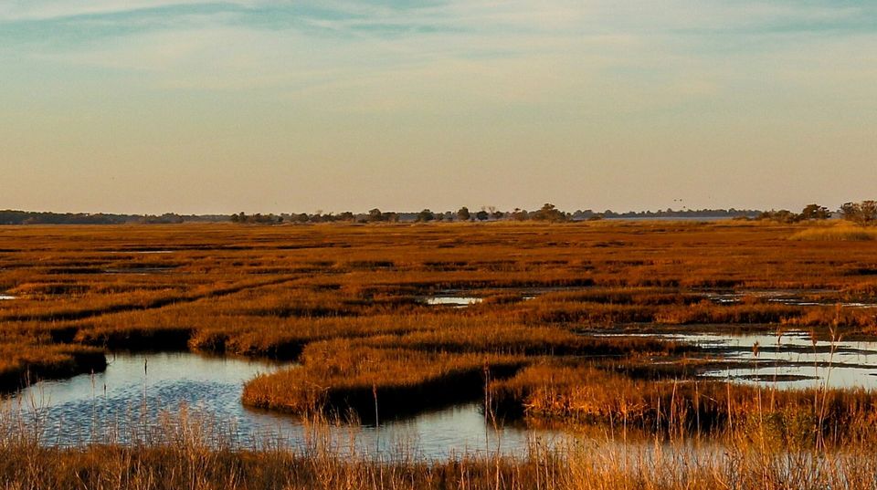 11 Facts About Salt Marshes And Why We Need To Protect Them 11 Facts About Salt Marshes And Why We Need To Protect Them