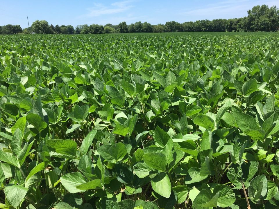 Revisiting Maryland and Eastern Shore Agriculture in July 2019