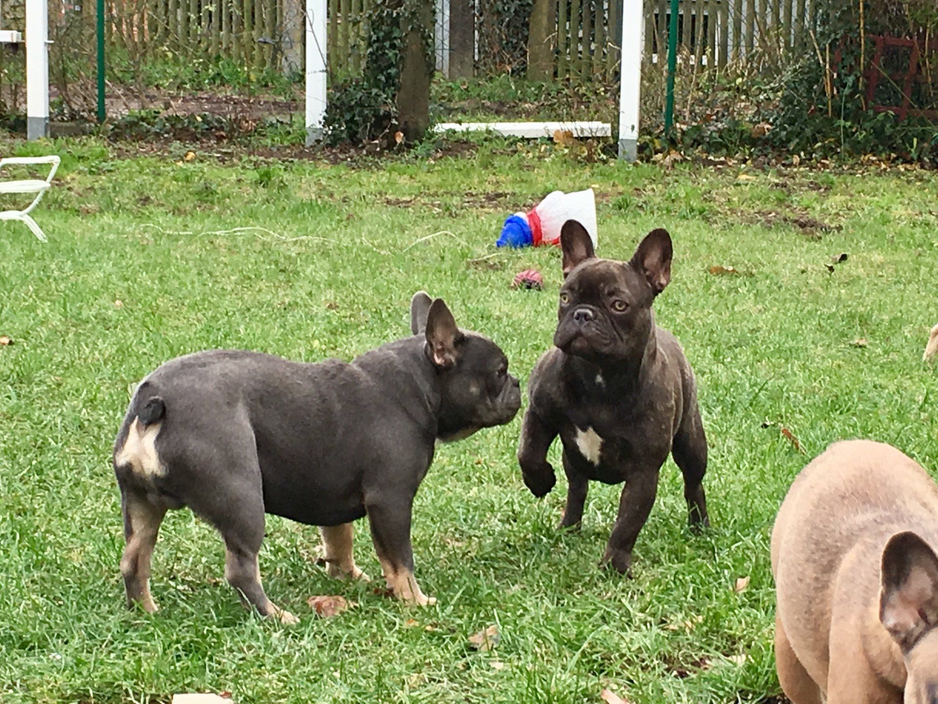 Französische Bulldoggen Bilder