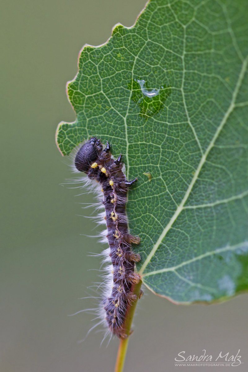 Makro-Fotos von Raupen und Larven