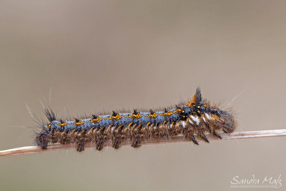 Makro-Fotos von Raupen und Larven