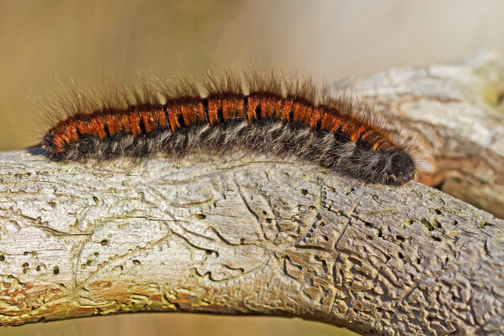 Makro-Fotos von Raupen und Larven