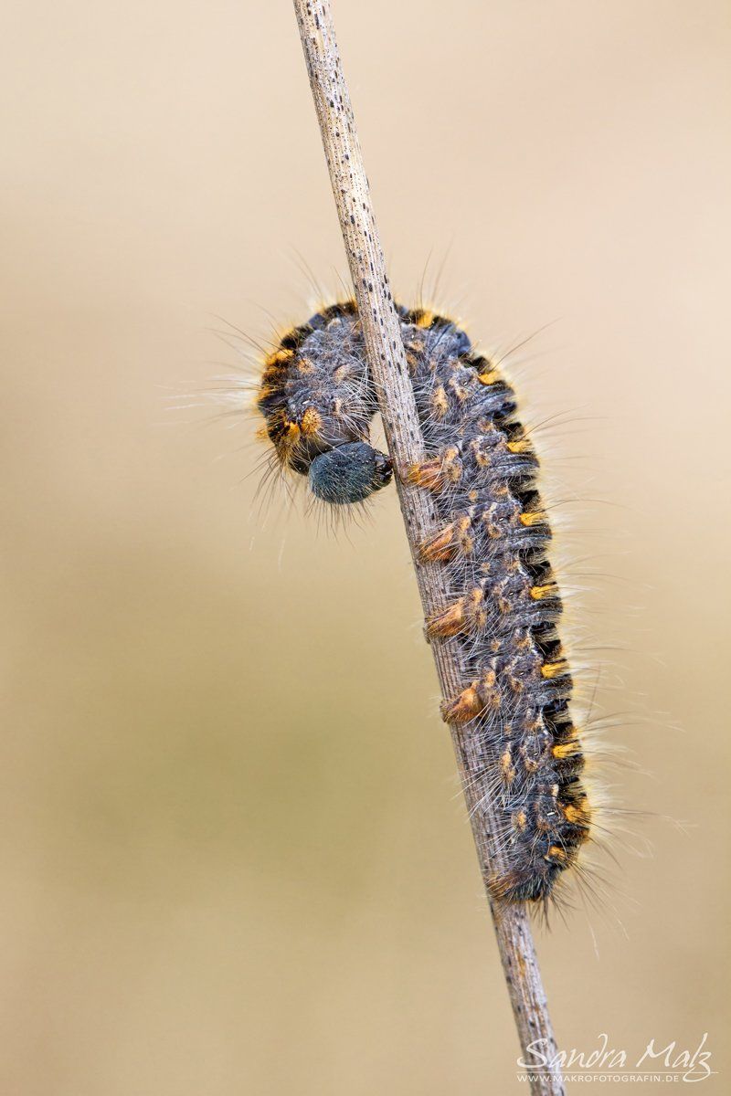 Makro-Fotos von Raupen und Larven