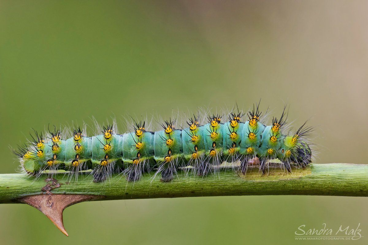 Makro-Fotos von Raupen und Larven