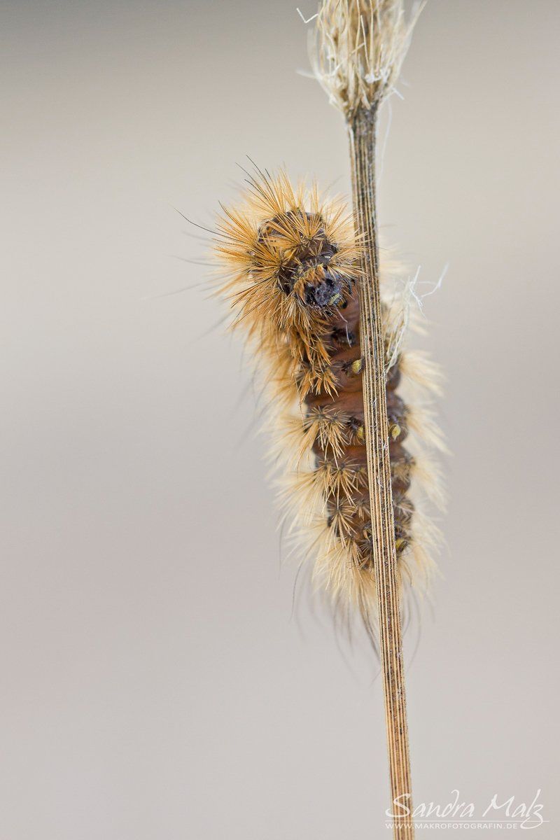 Makro-Fotos von Raupen und Larven