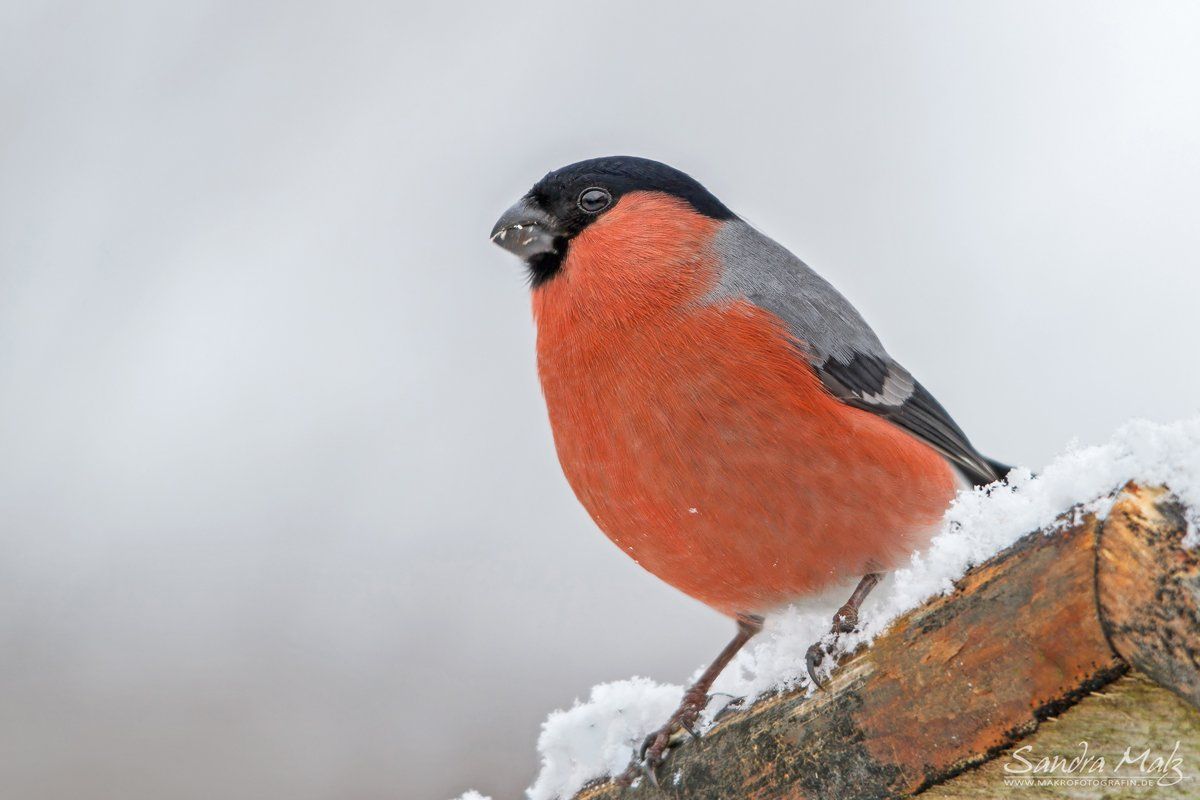 Schöne Fotos von diversen Vögeln (Aves)