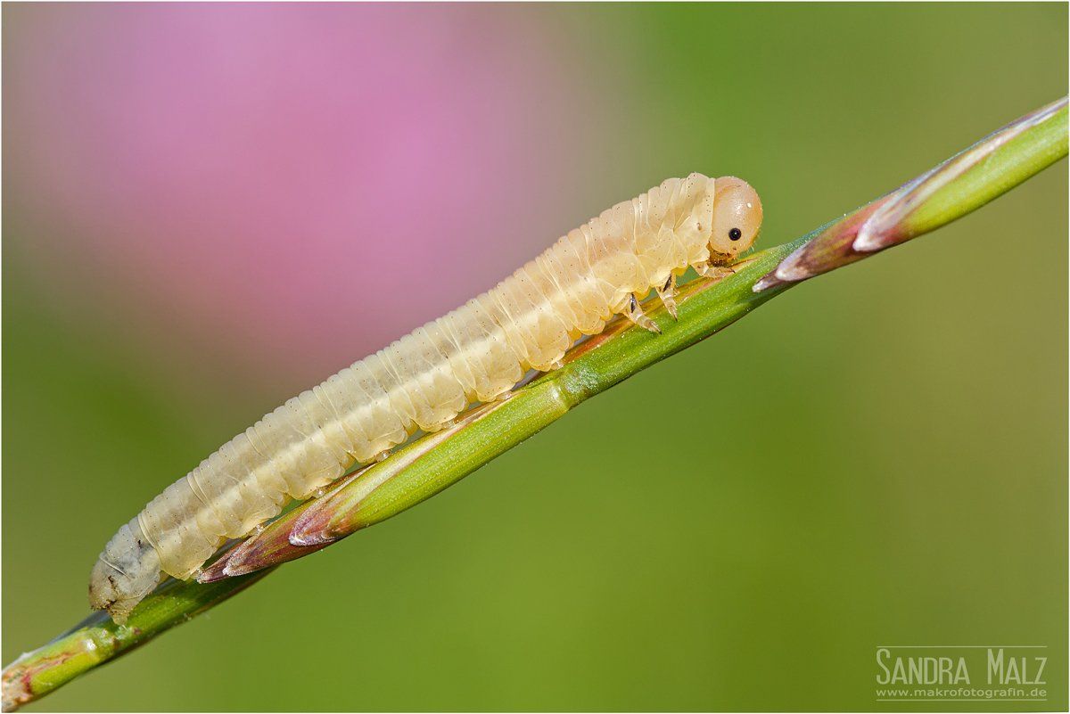 Makro-Fotos von Raupen und Larven