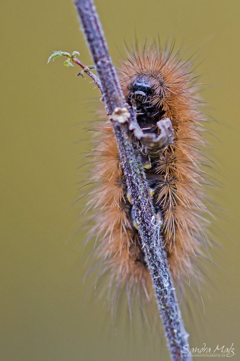 Makro-Fotos von Raupen und Larven