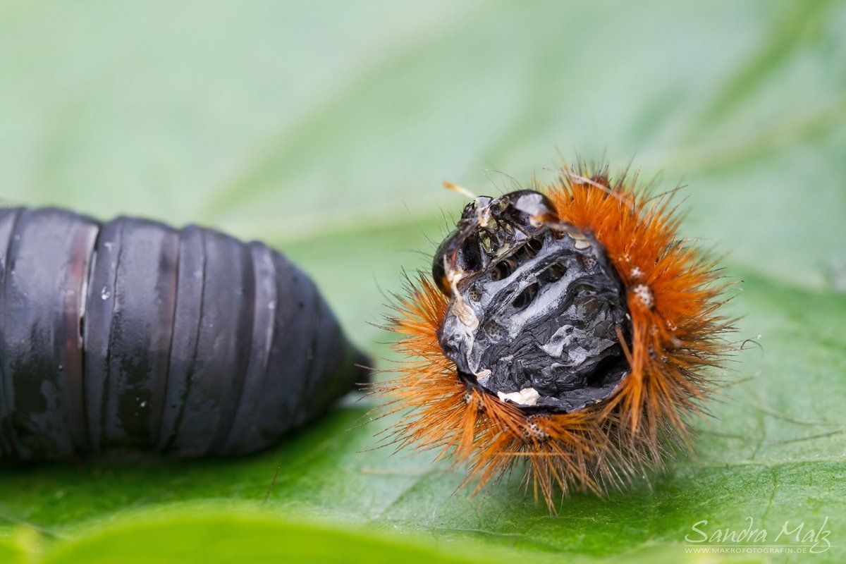 Makro-Fotos von Raupen und Larven
