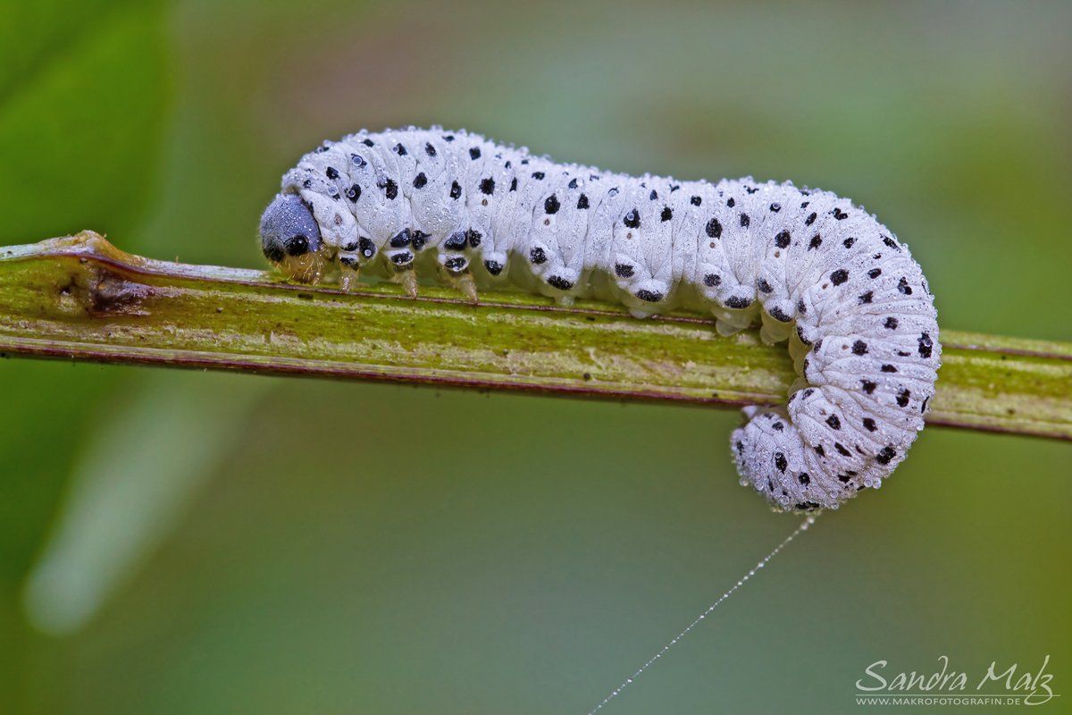 Makro-Fotos von Raupen und Larven
