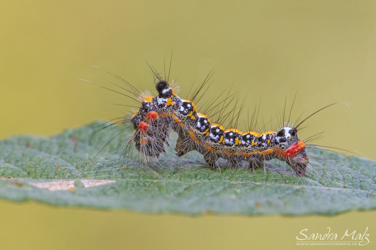 Makro-Fotos von Raupen und Larven