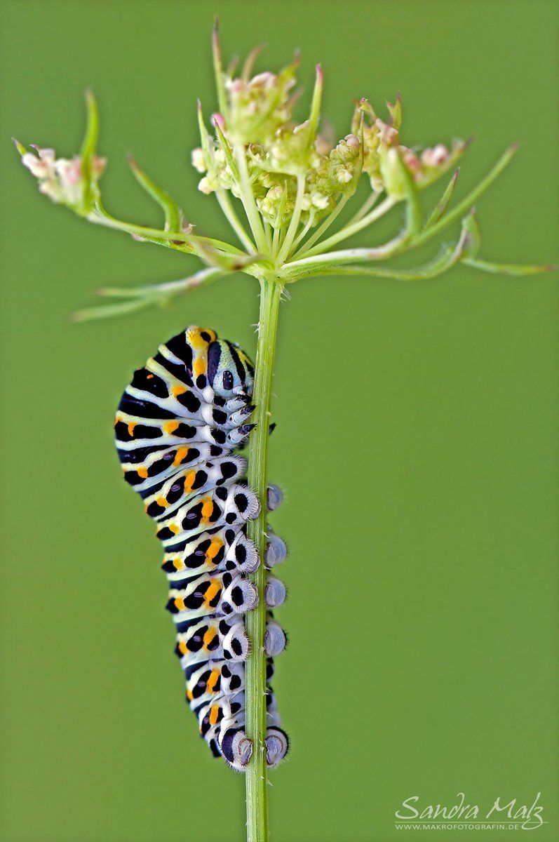 Makro-Fotos von Raupen und Larven