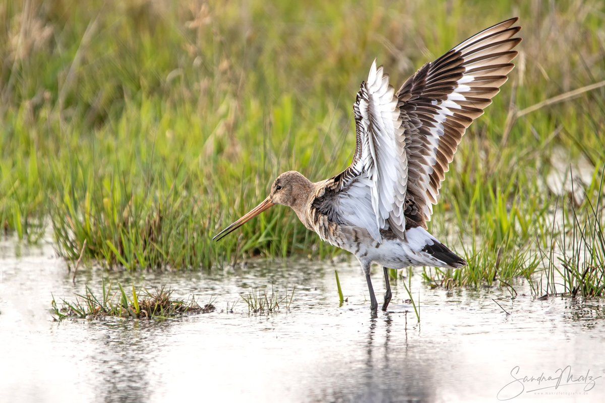 Schöne Fotos von diversen Vögeln (Aves)