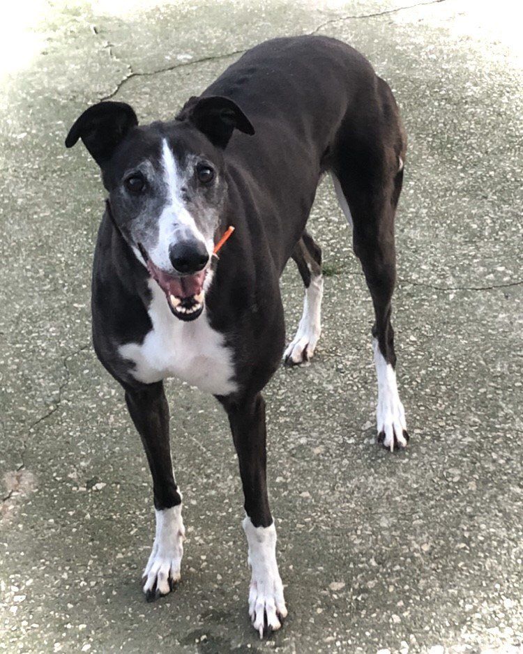 Home [www.greyhoundrescuenortheast.com]