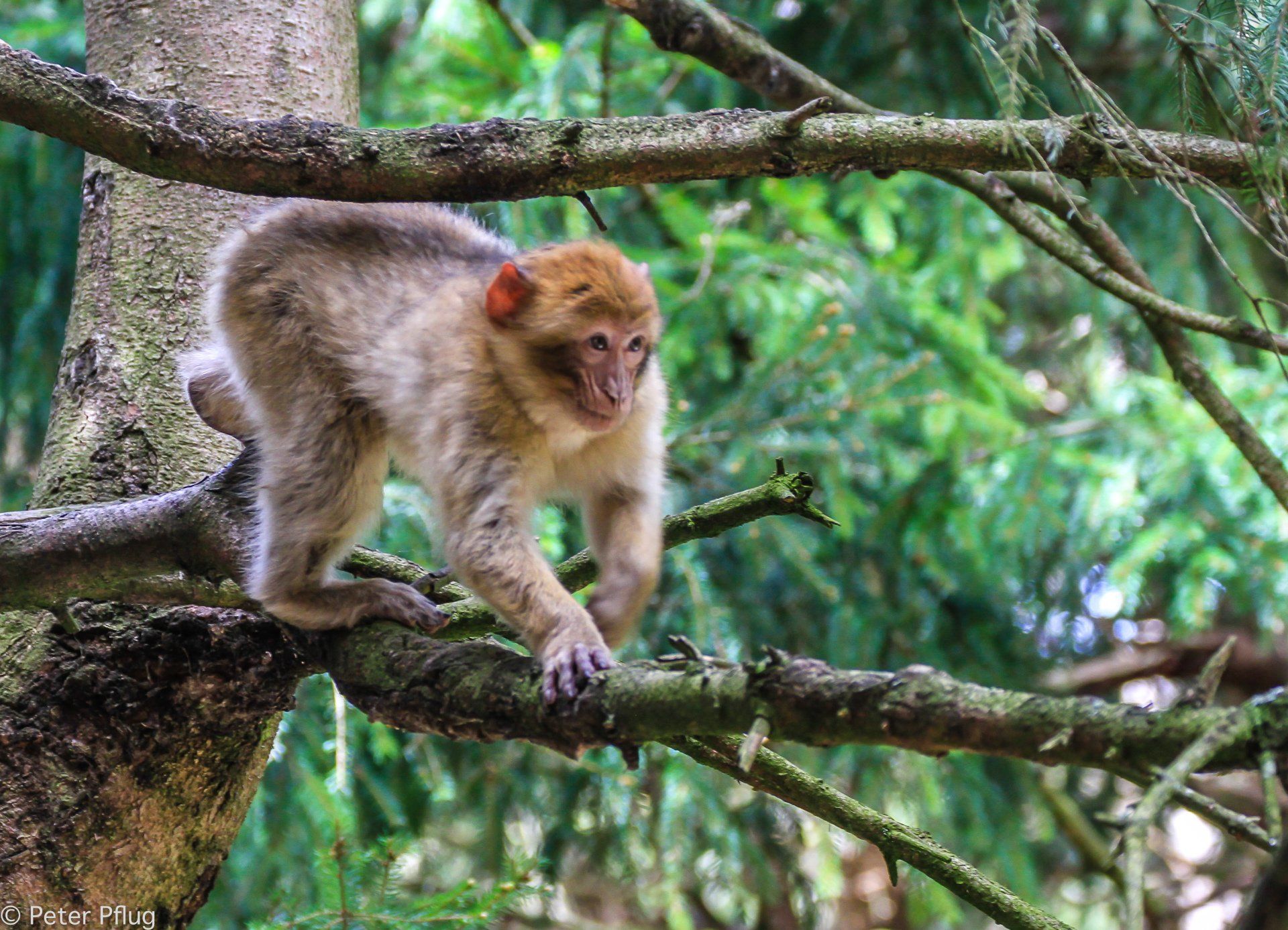 Am schönen Bodensee: der Affenberg