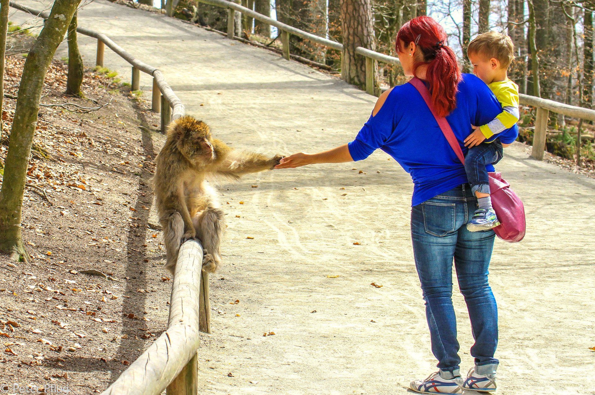 Am schönen Bodensee: der Affenberg