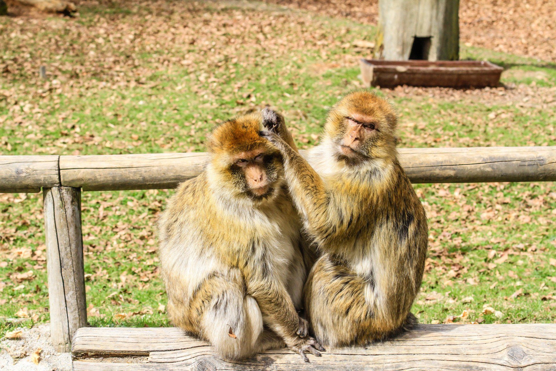 Am schönen Bodensee: der Affenberg